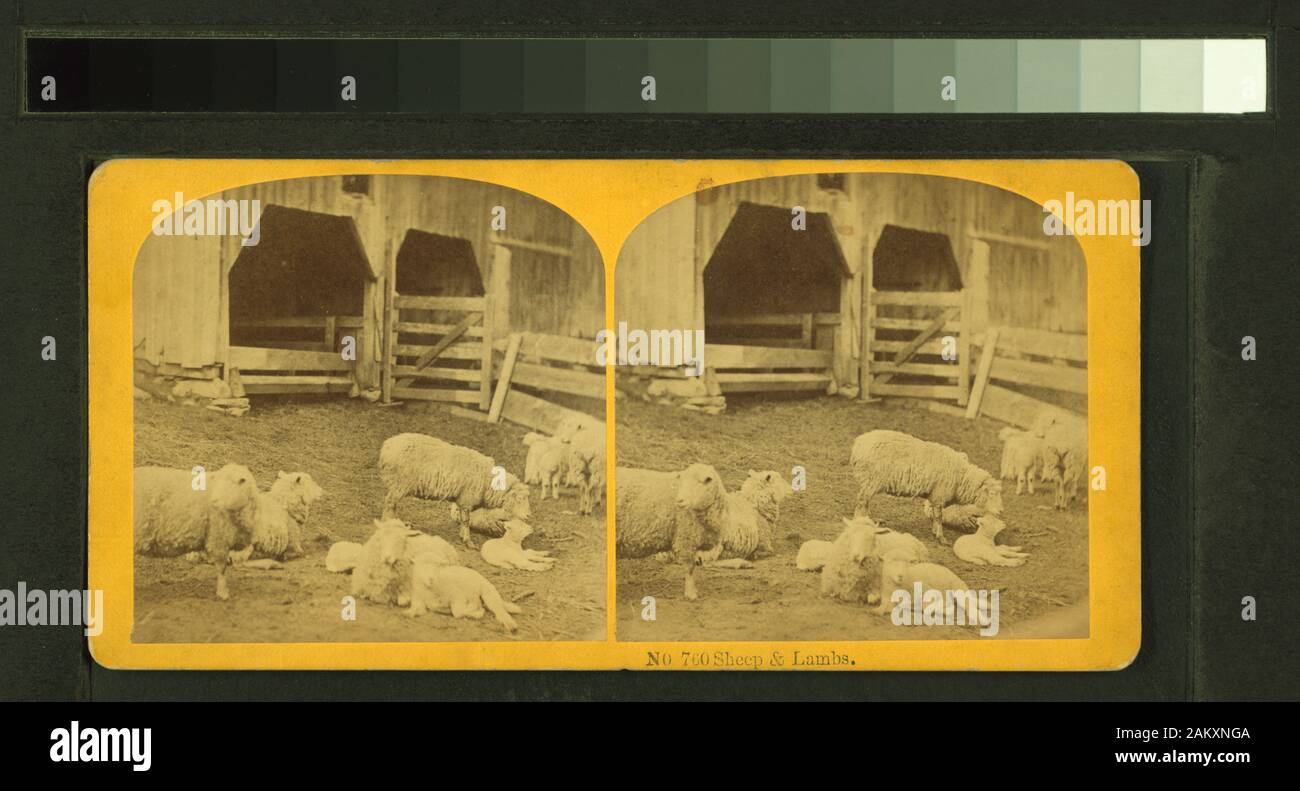 Sheep & lambs Sheep & lambs.; Sheep & lambs Stock Photo - Alamy
