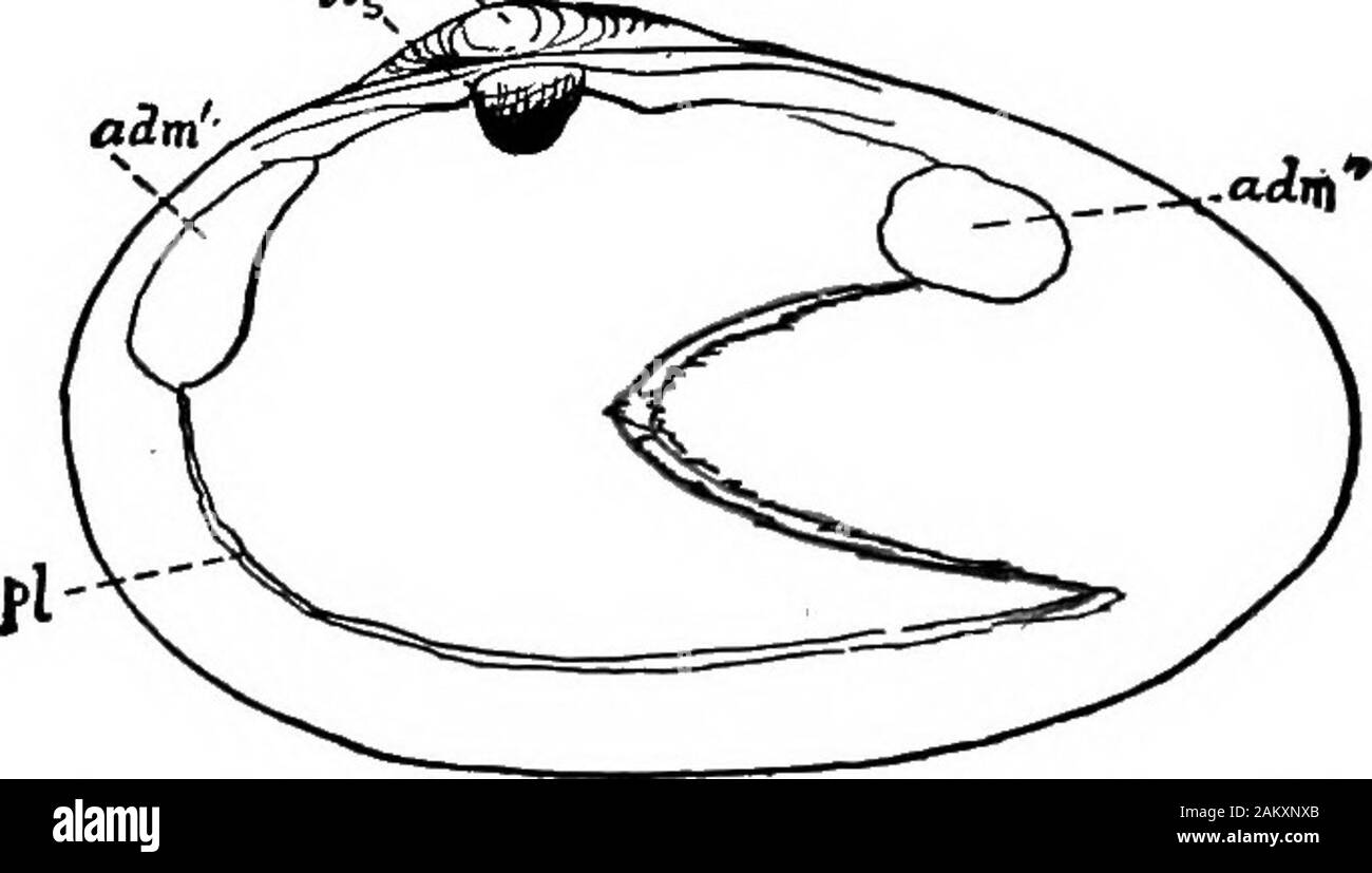 First lesson in zoology : adapted for use in schools . like. One of ...