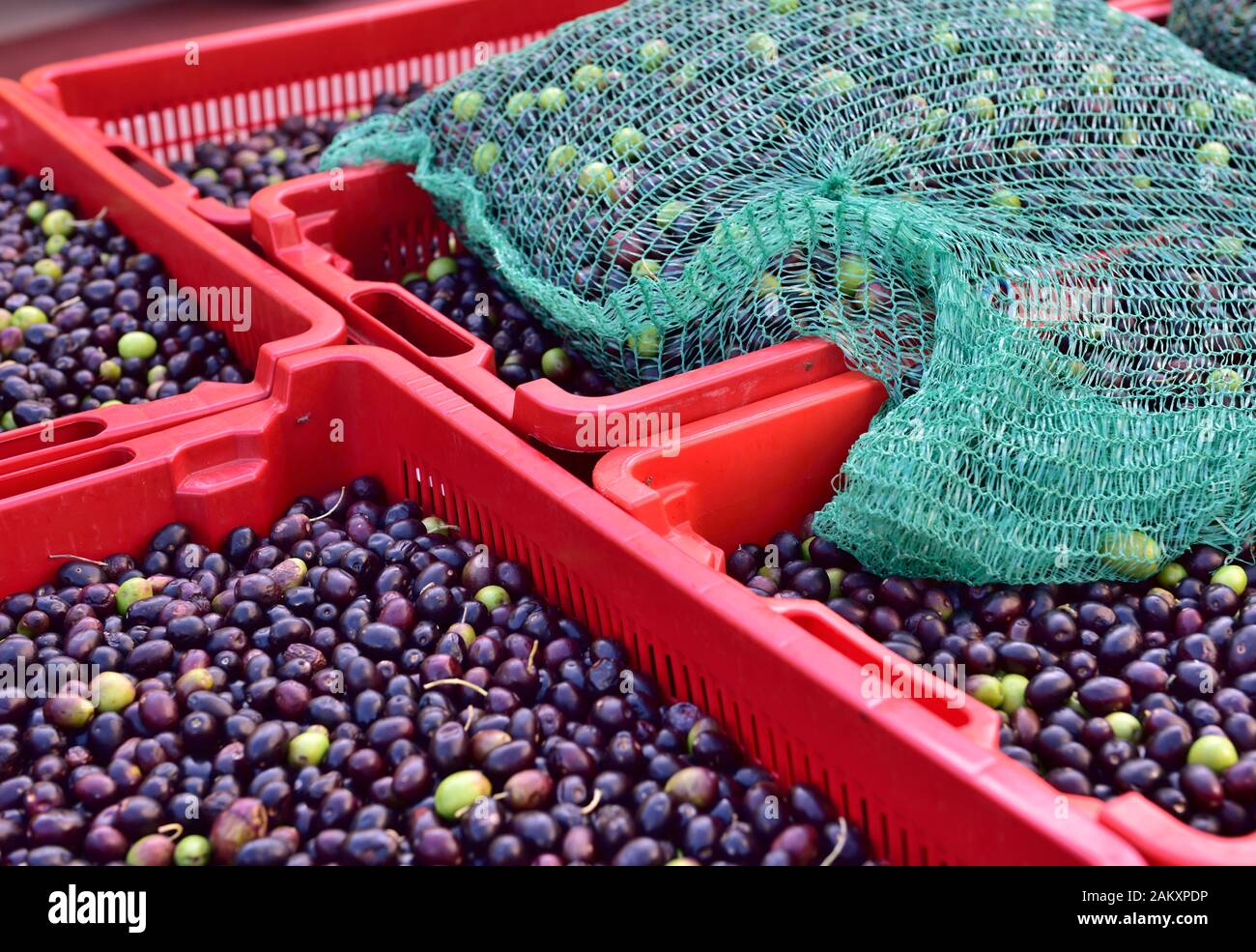 Olive oil farming hi-res stock photography and images - Alamy
