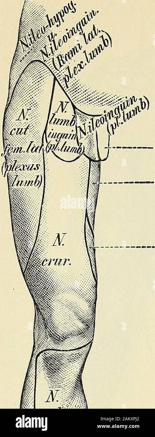 Biceps brach hi-res stock photography and images - Alamy