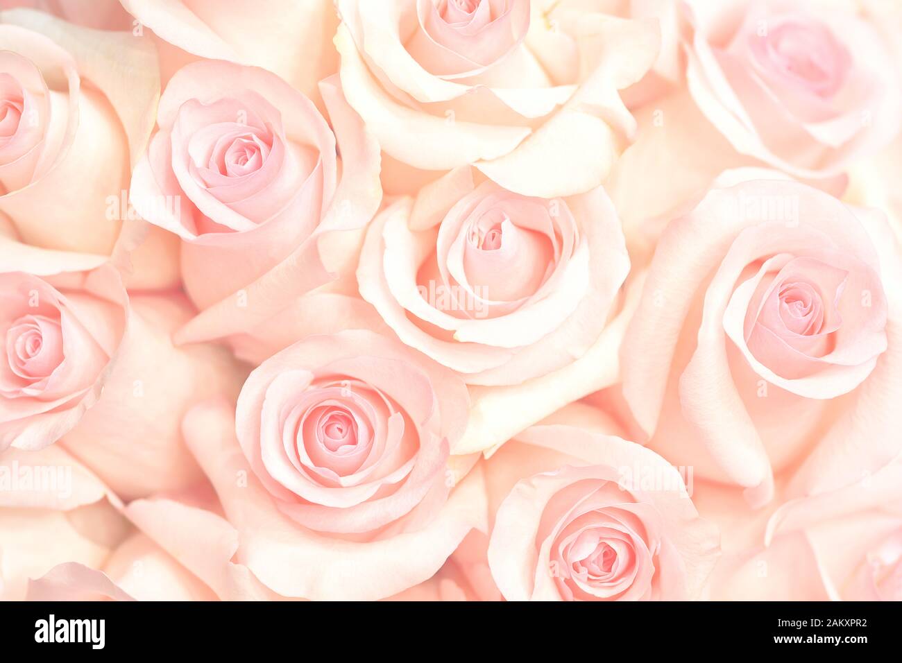 Coloured rose bouquet hi-res stock photography and images - Alamy