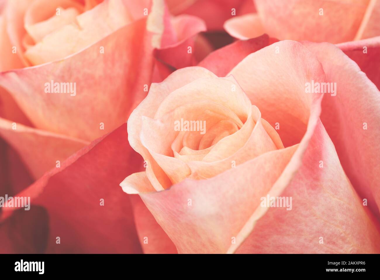 Coral rose flower. Detailed retouch Stock Photo - Alamy