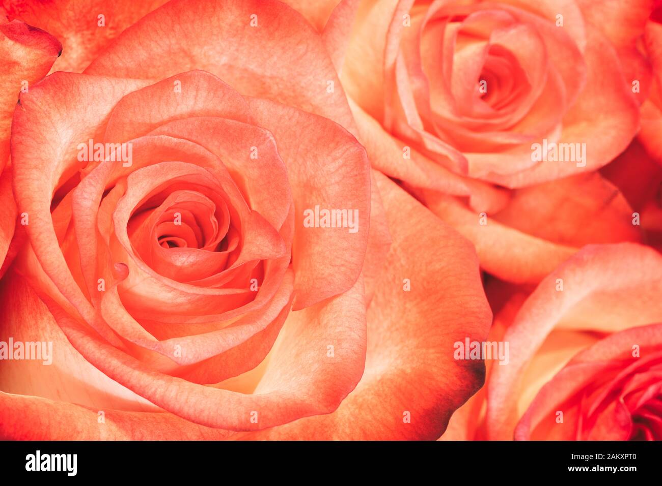 Natural pink roses background Stock Photo - Alamy