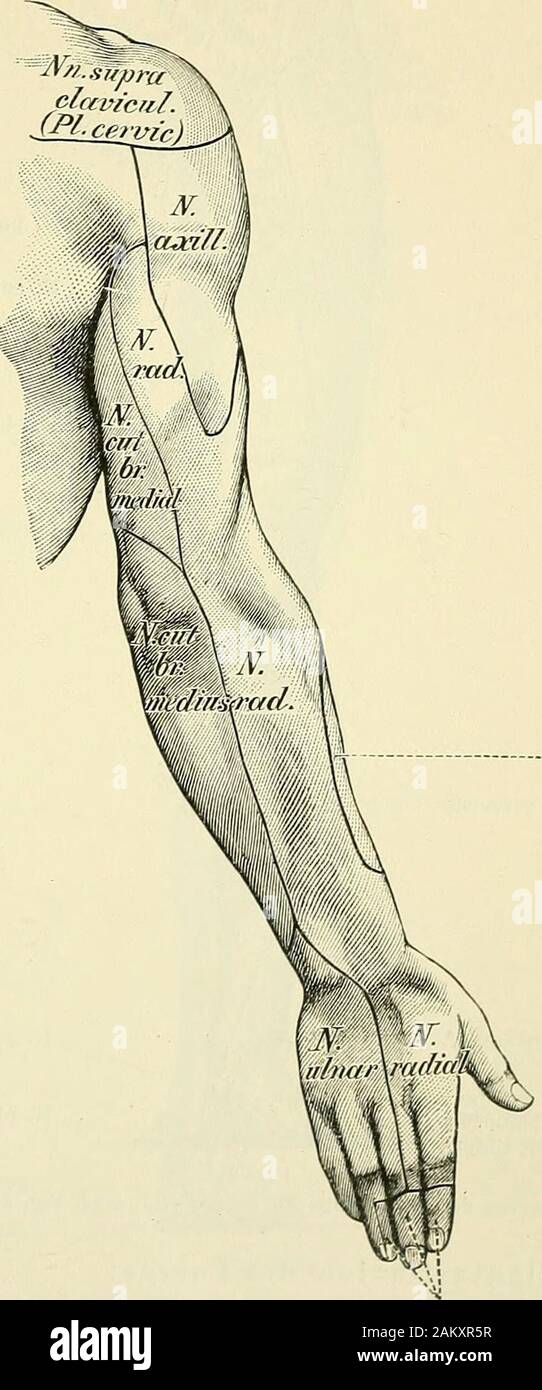 Biceps brach hi-res stock photography and images - Alamy