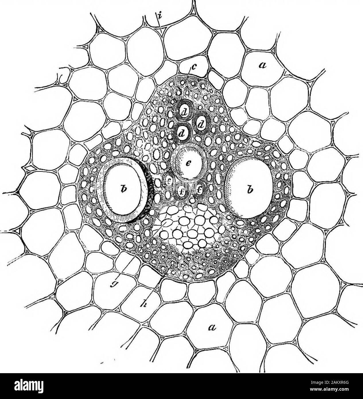 Developing tissue Black and White Stock Photos & Images - Alamy