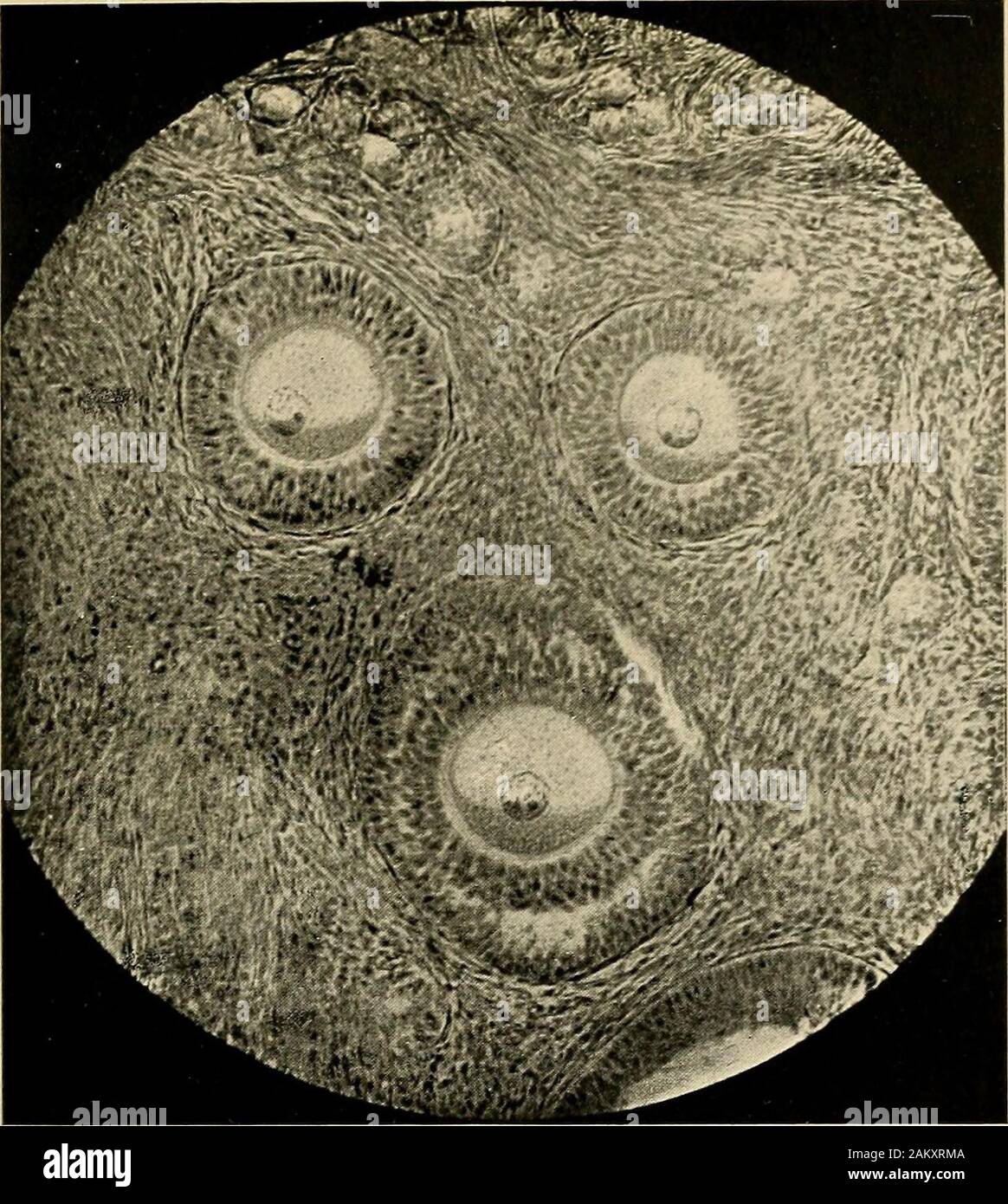 Principles and practice of operative dentistry . tics depending upon ...