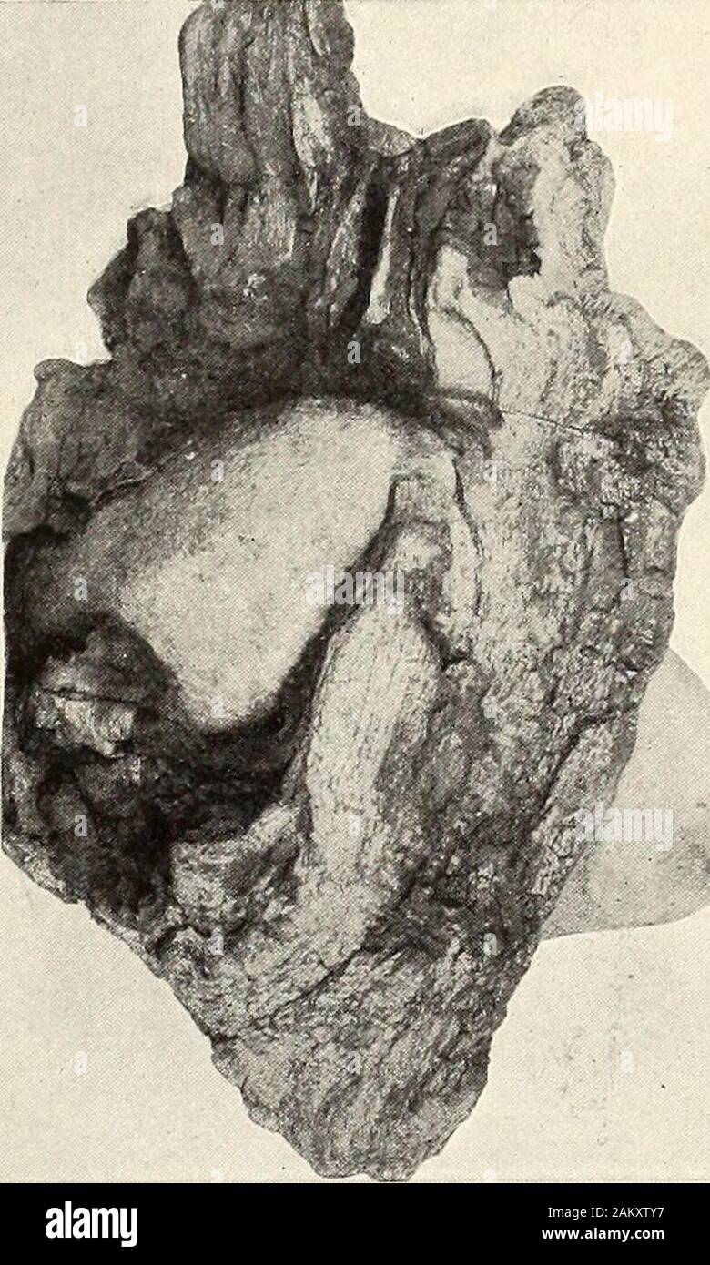 Voracious fish hi-res stock photography and images - Alamy