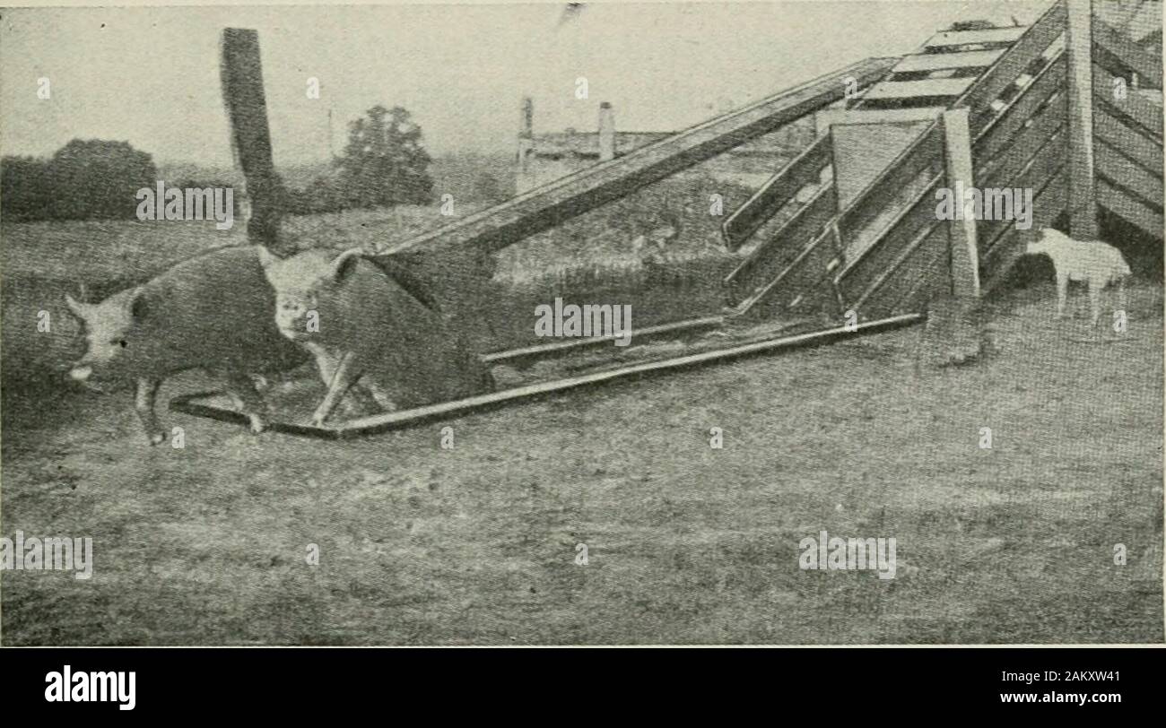 Hog lice hi-res stock photography and images - Alamy