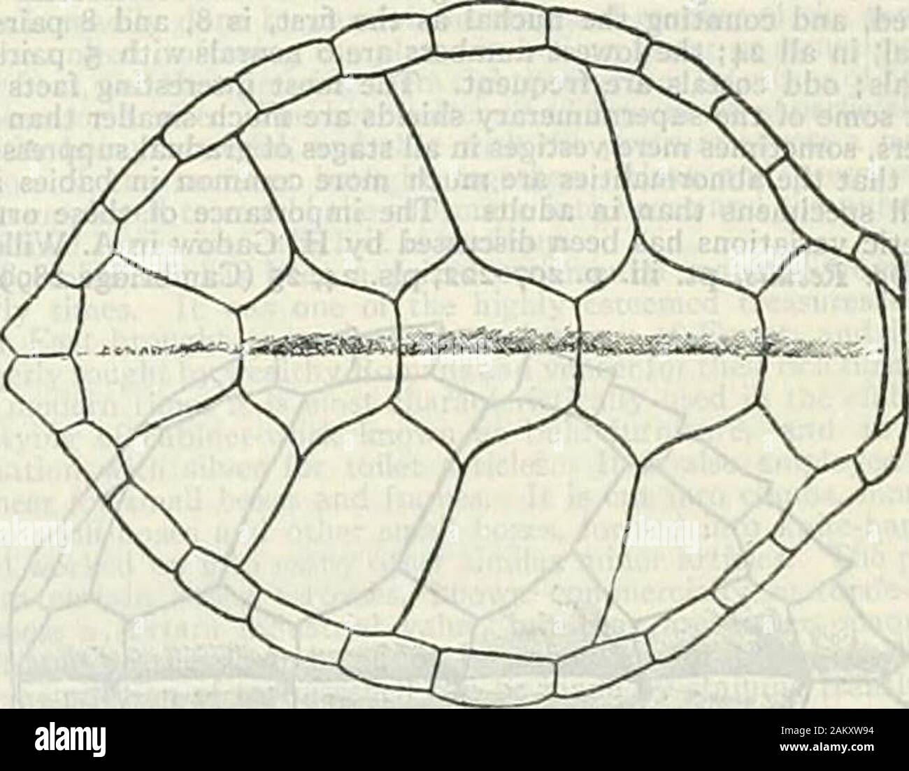 Family chelonidae hi-res stock photography and images - Alamy