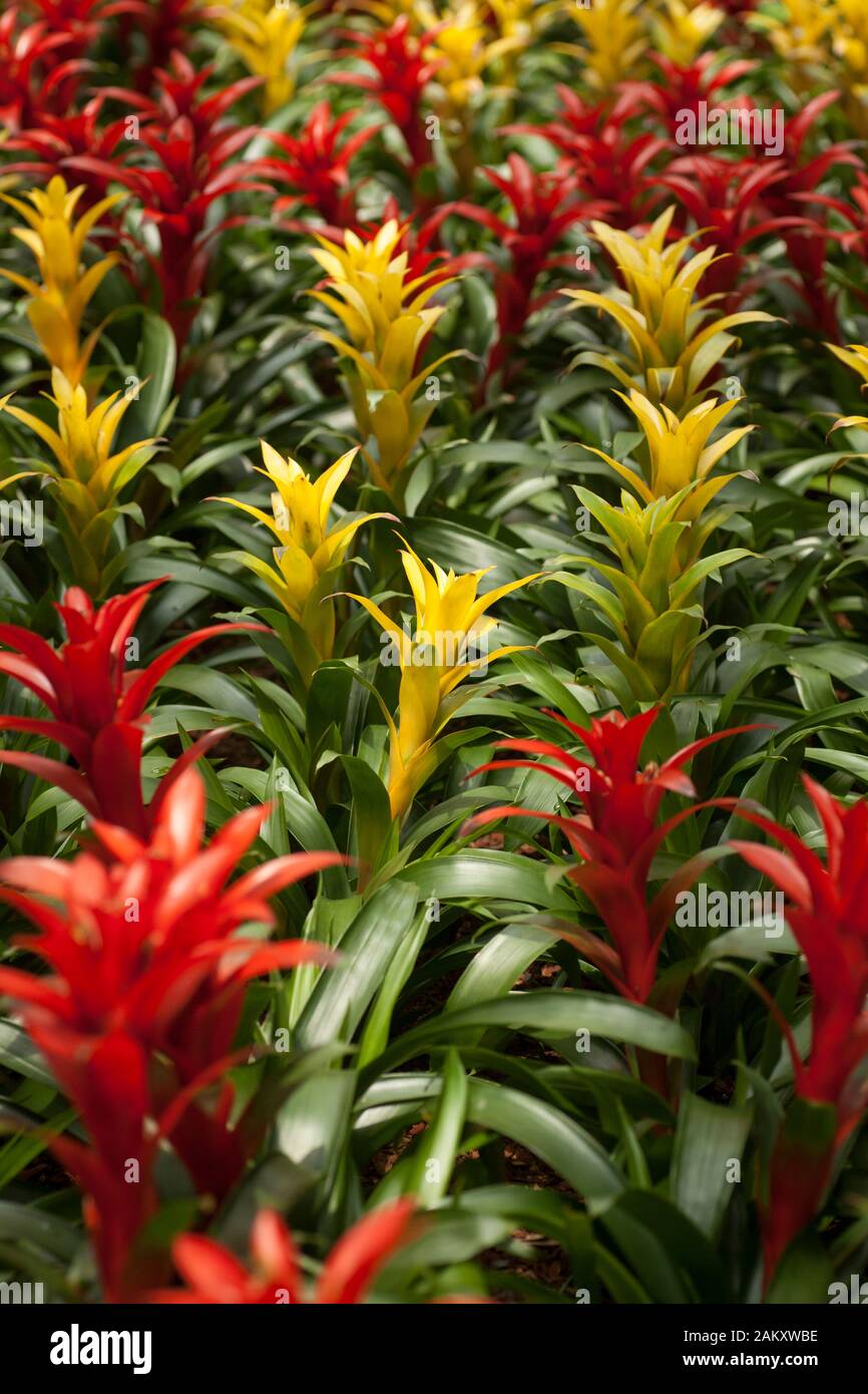 Vertical shot of a colorful collection of plants with yellow and red ...