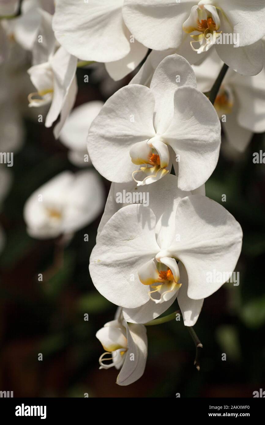 Atlanta botanical garden orchid hi-res stock photography and images - Alamy