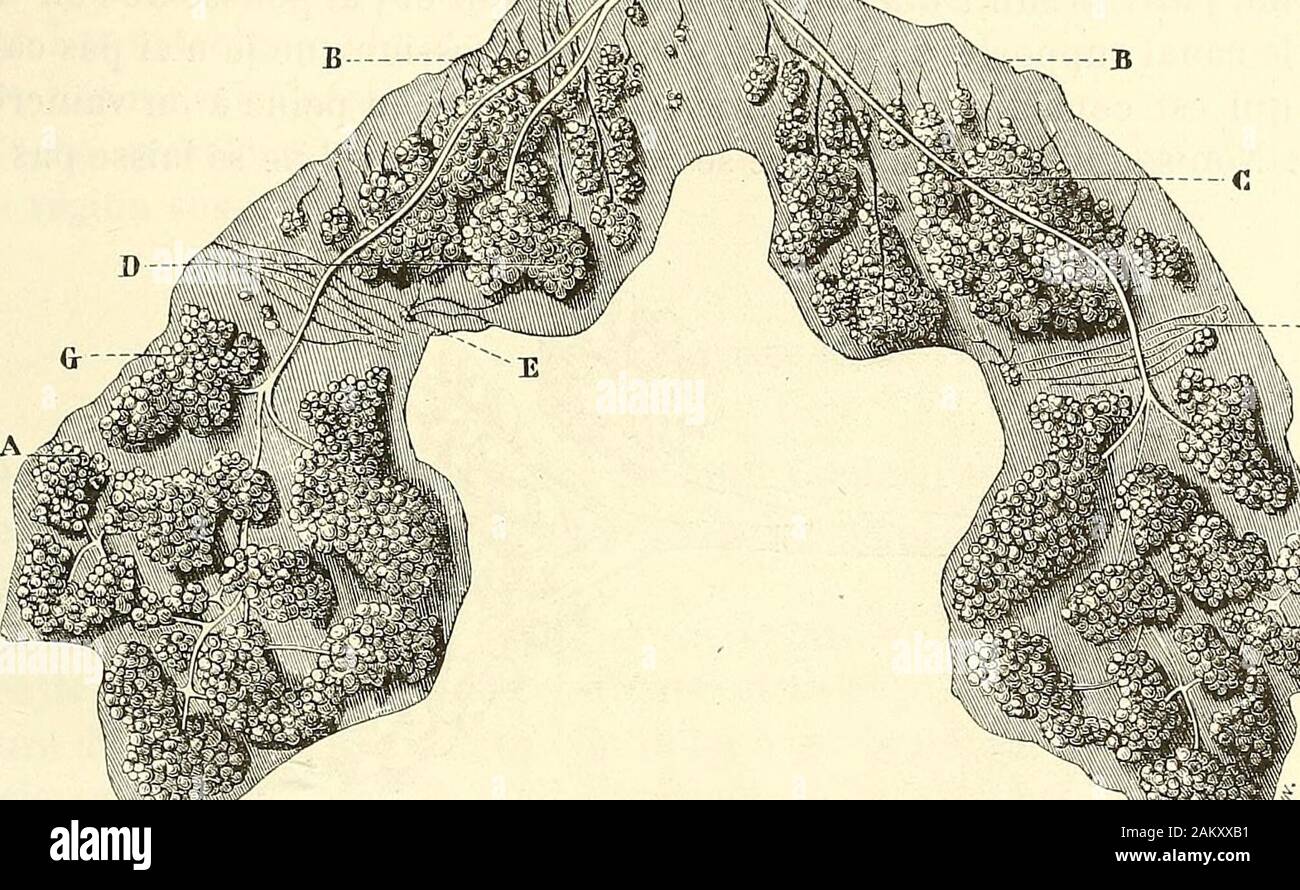 Glande sublinguale hi-res stock photography and images - Alamy