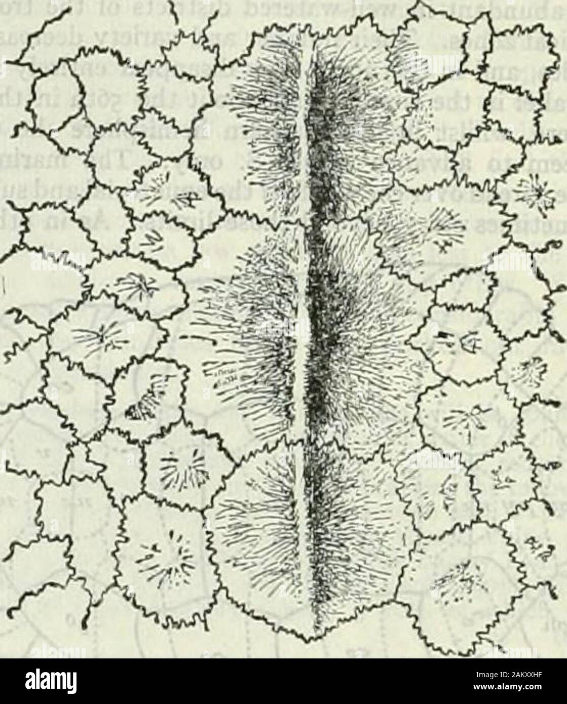 Dermal plates hi-res stock photography and images - Alamy
