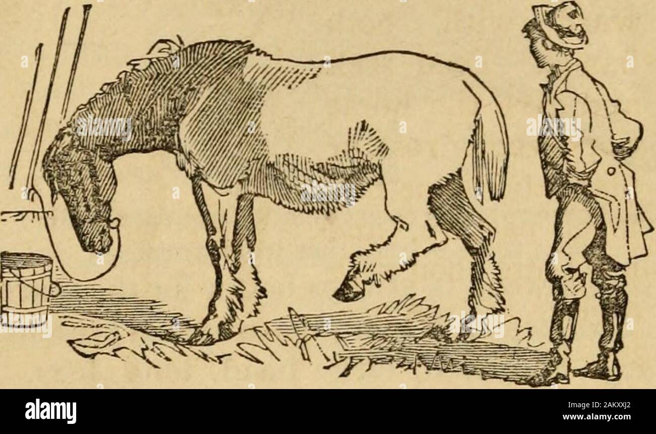 A treatise on the horse and his diseases .. . cale causing the en ...
