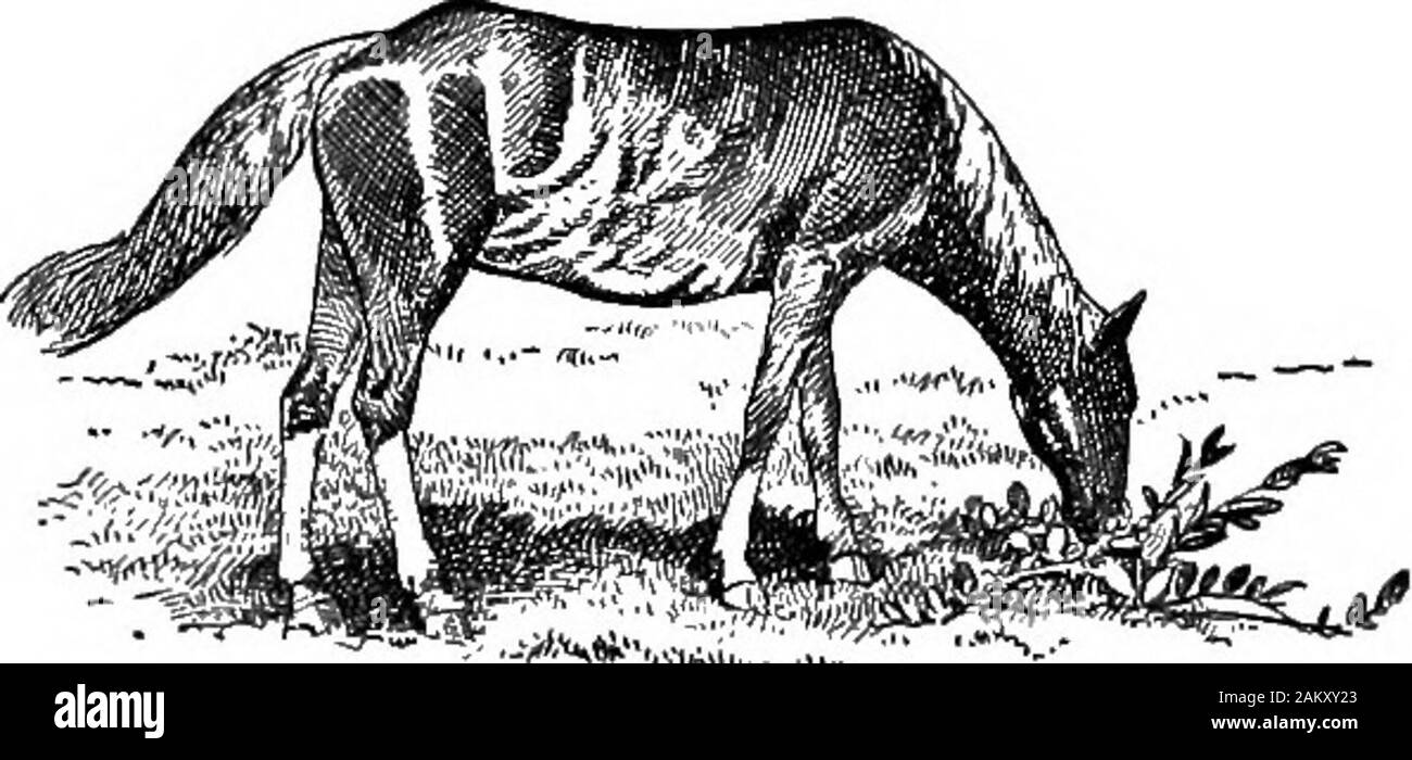 Loco weed Black and White Stock Photos & Images - Alamy