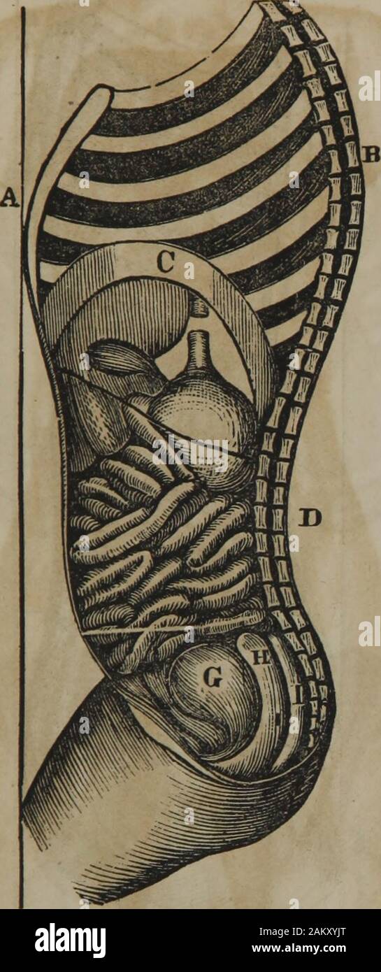 Female internal systems hi-res stock photography and images - Alamy