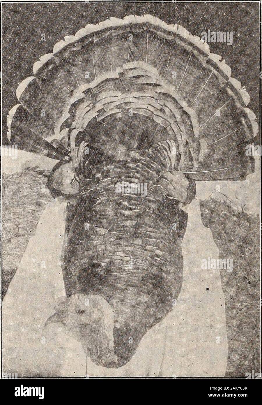 Poultry fancier . rms; pul. 1 B. Farms; 2 3 Car-penter & Carpenter ...