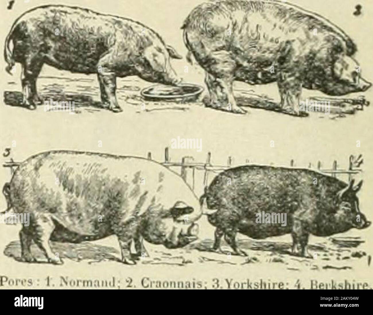 Ligures hi-res stock photography and images - Alamy