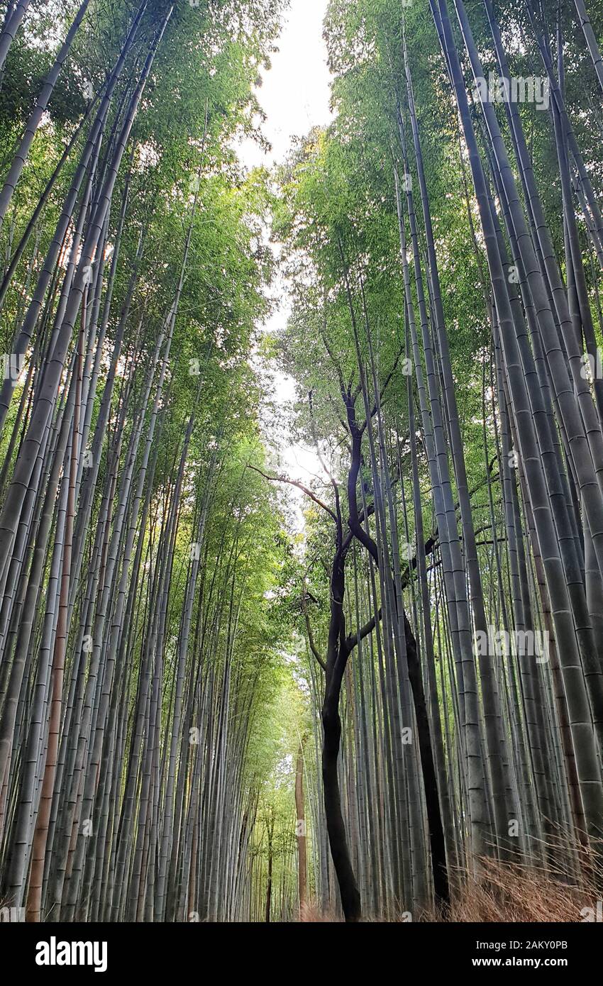 Arashiyama Bamboo Forest. Pathways surrounded by Bamboo. Kyoto - Japan ...