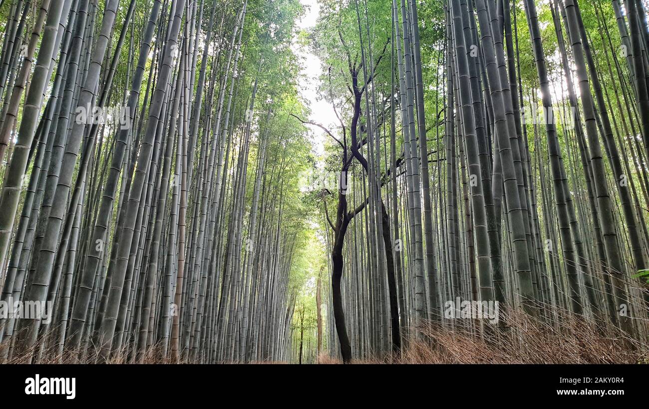 Arashiyama Bamboo Forest. Pathways surrounded by Bamboo. Kyoto - Japan ...