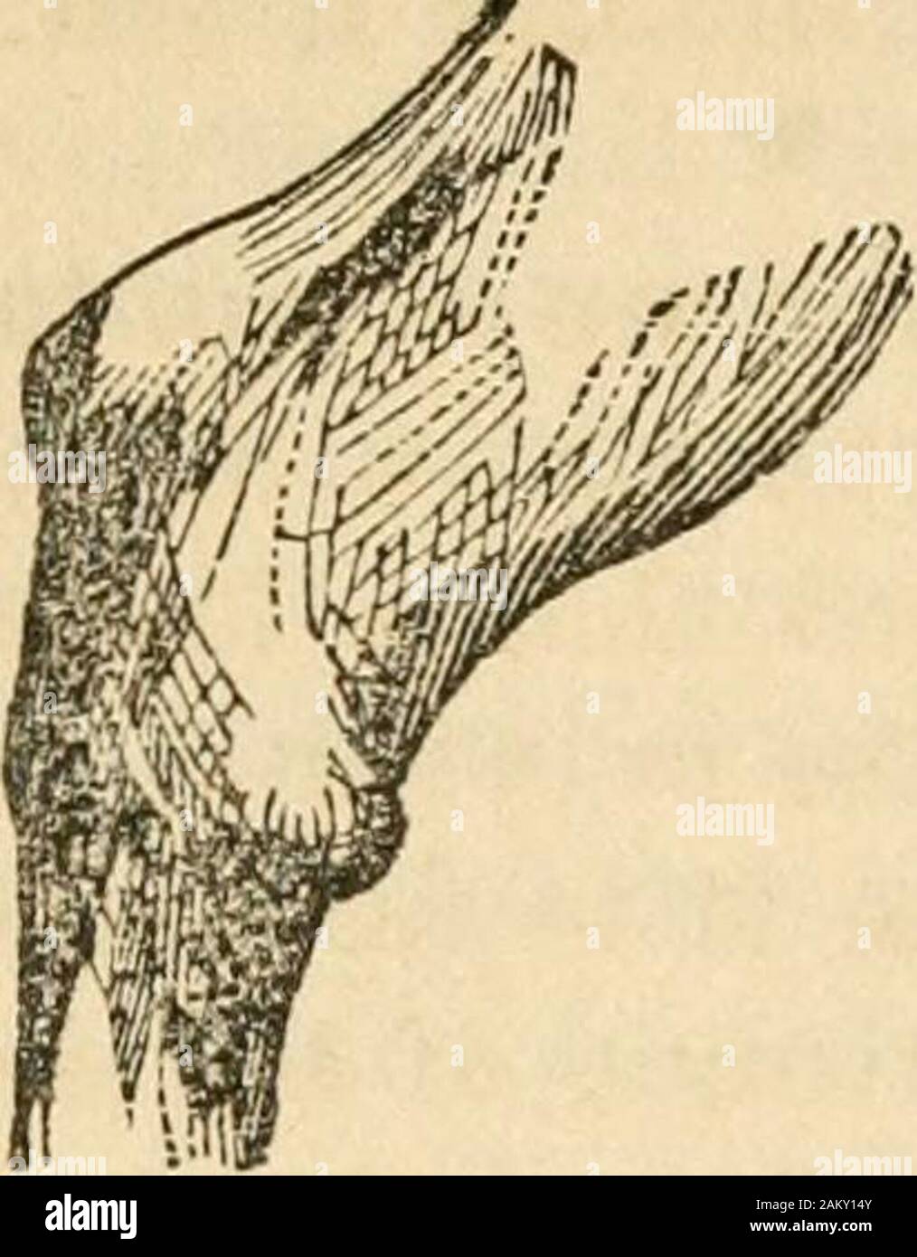 Bone Spavin High Resolution Stock Photography and Images - Alamy