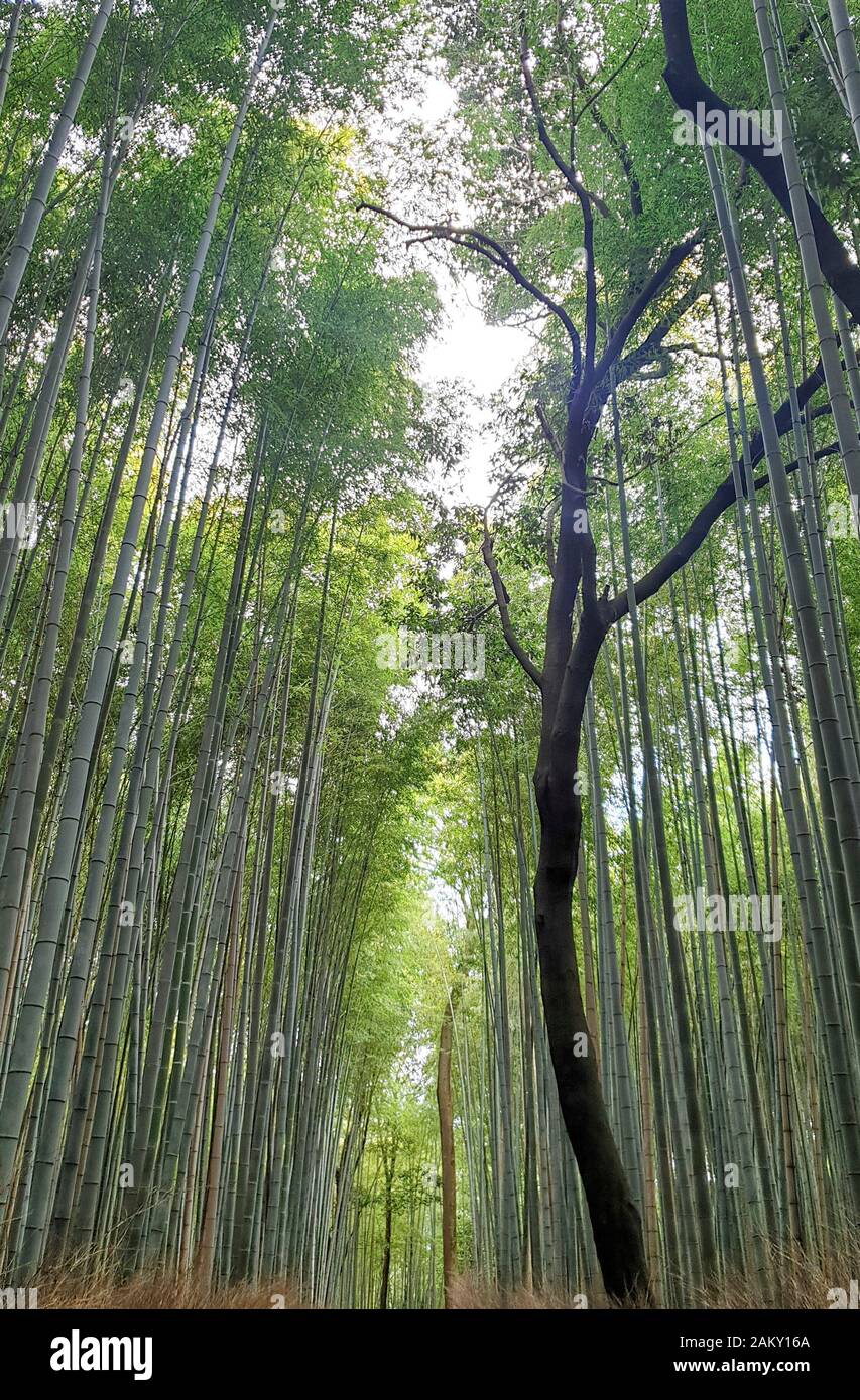 Arashiyama Bamboo Forest. Pathways surrounded by Bamboo. Kyoto - Japan ...