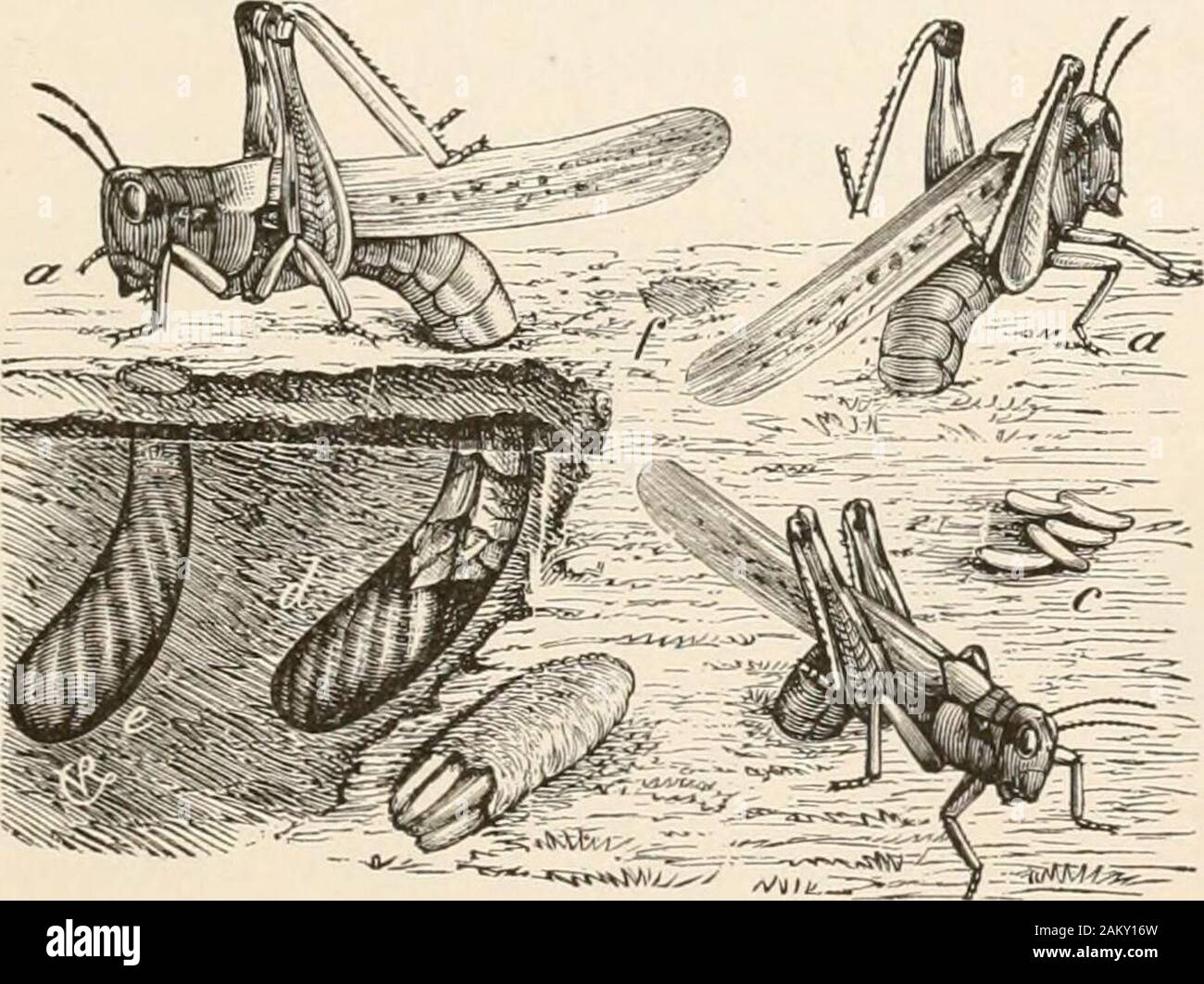 Imago del hi-res stock photography and images - Alamy