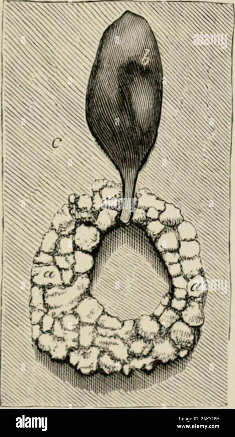 Placenta from cow hi-res stock photography and images - Alamy
