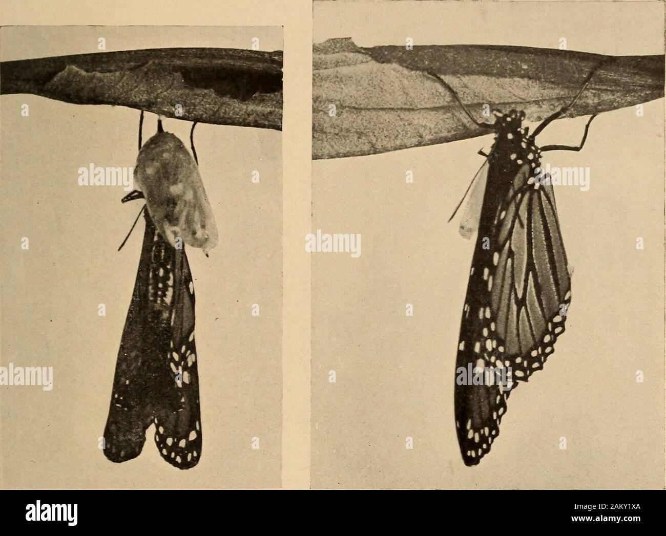 Expanded Moths Wings High Resolution Stock Photography and Images - Alamy