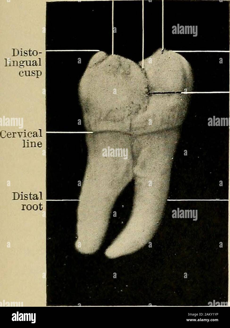 Four cusps hi-res stock photography and images - Alamy