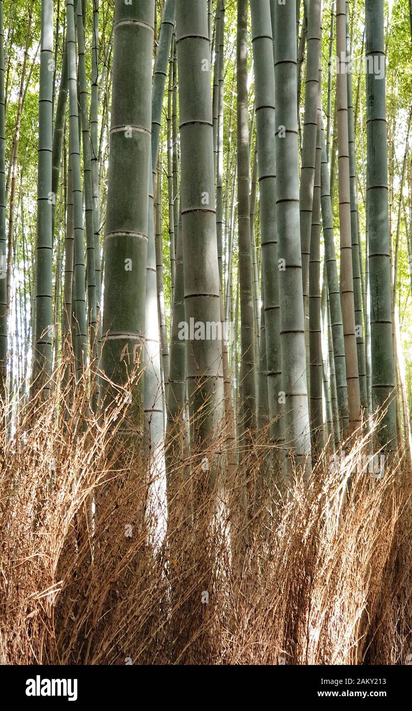 Arashiyama Bamboo Forest. Pathways surrounded by Bamboo. Kyoto - Japan ...