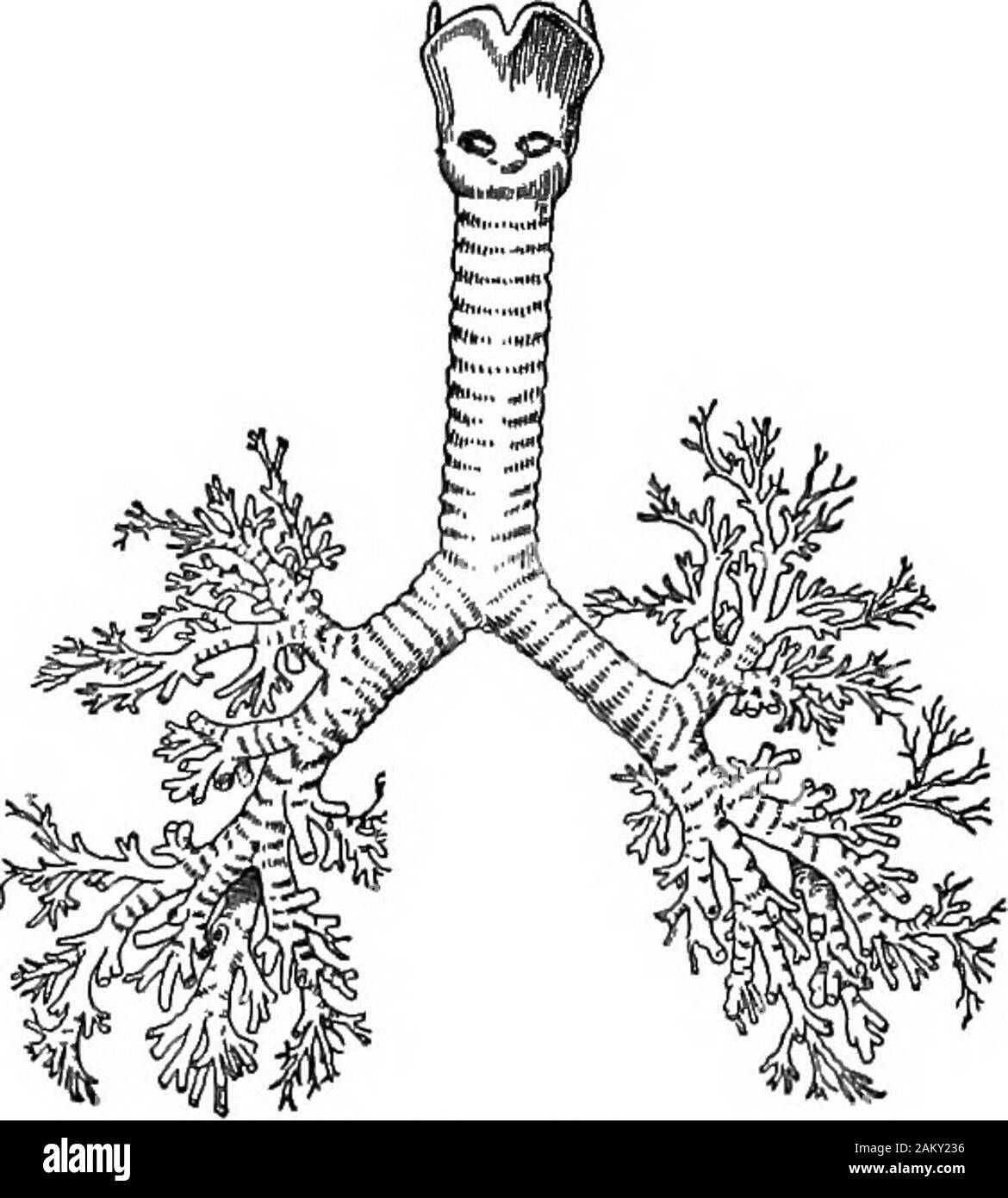 Bronchial tree Black and White Stock Photos & Images - Alamy