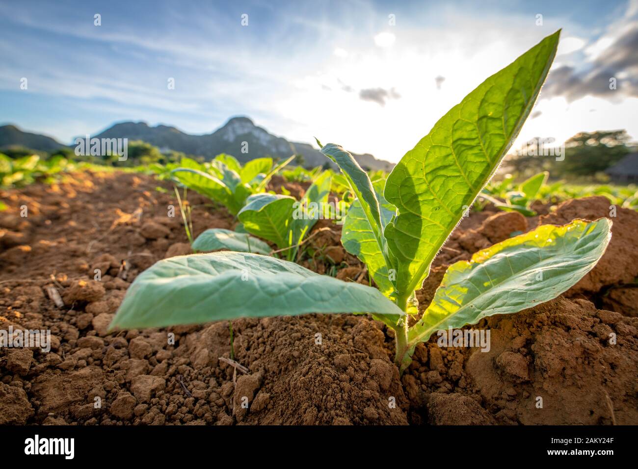 Tobacco steadily growing out in the field , Vinales, Cuba Stock Photo ...