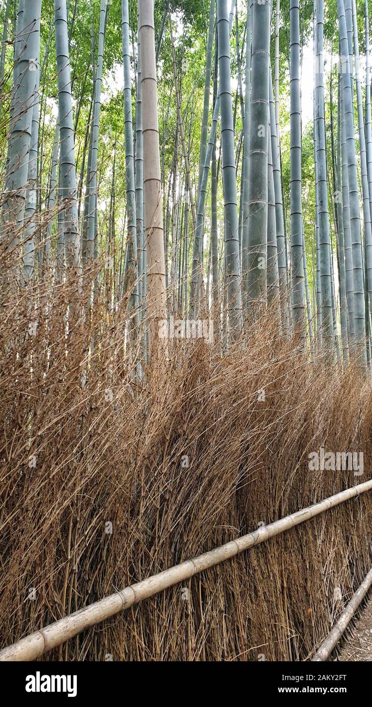 Arashiyama Bamboo Forest. Pathways surrounded by Bamboo. Kyoto - Japan ...