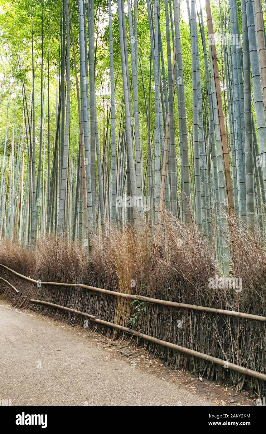 Arashiyama Bamboo Forest. Pathways surrounded by Bamboo. Kyoto - Japan ...