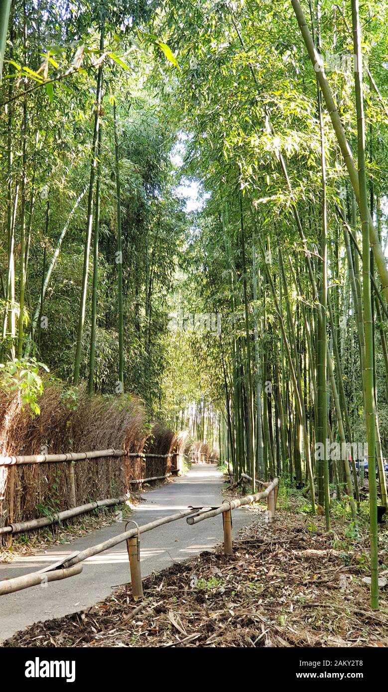Arashiyama Bamboo Forest. Pathways surrounded by Bamboo. Kyoto - Japan ...