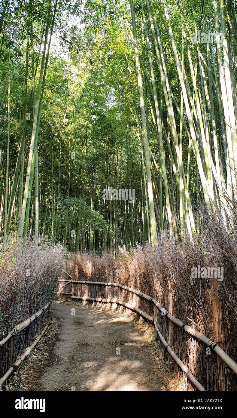 Arashiyama Bamboo Forest. Pathways surrounded by Bamboo. Kyoto - Japan ...