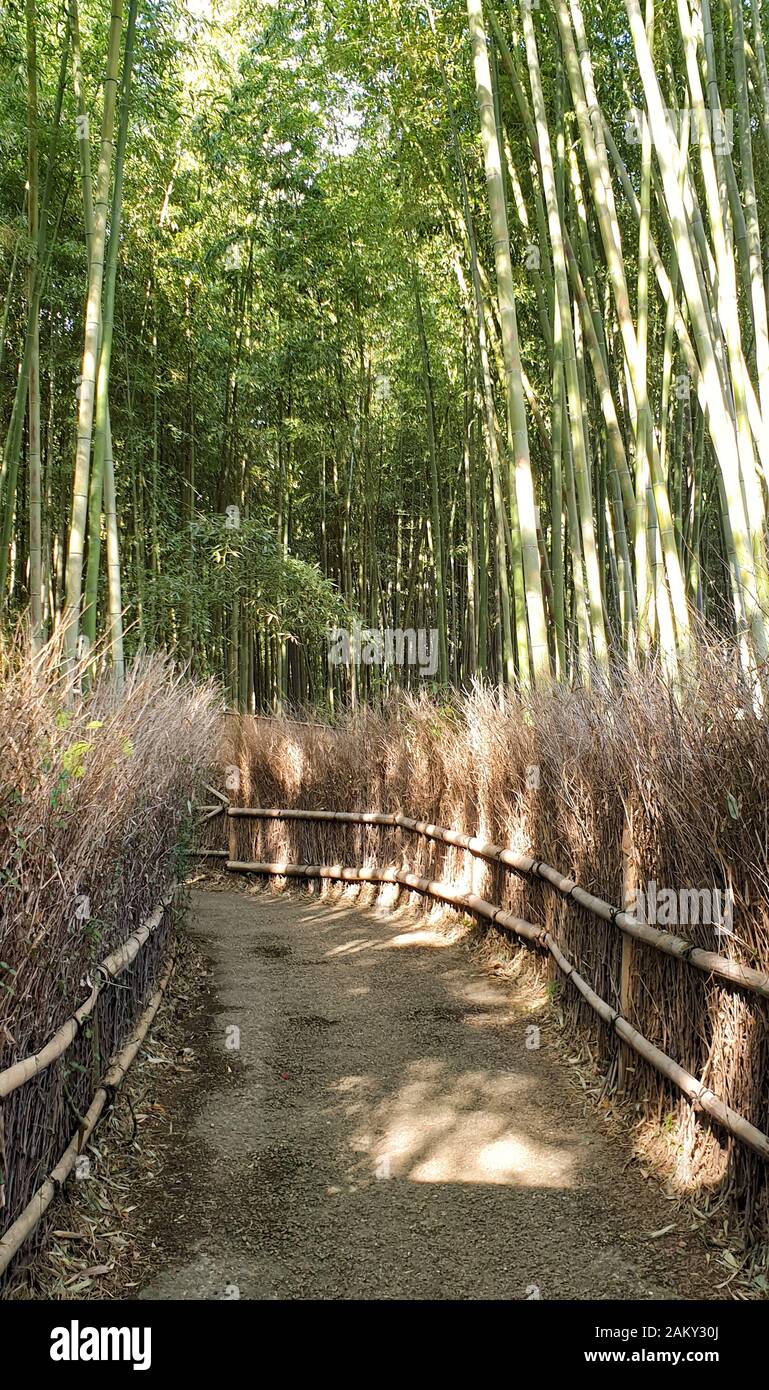 Arashiyama Bamboo Forest. Pathways surrounded by Bamboo. Kyoto - Japan ...