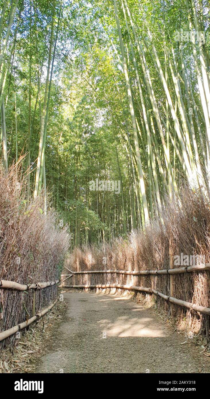 Arashiyama Bamboo Forest. Pathways surrounded by Bamboo. Kyoto - Japan ...