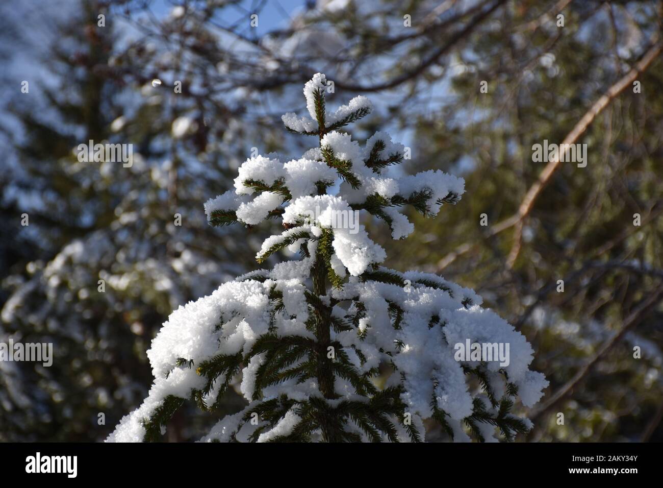 Waldlich hi-res stock photography and images - Alamy