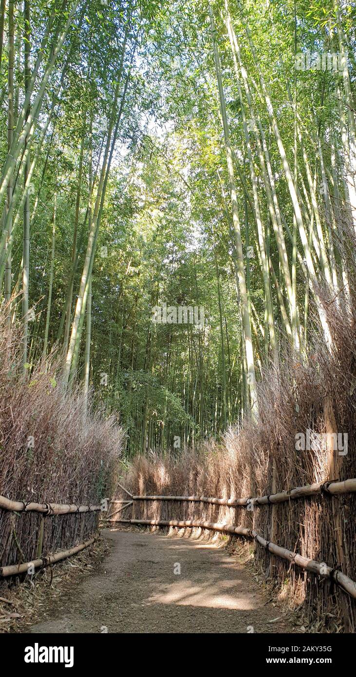 Arashiyama Bamboo Forest. Pathways surrounded by Bamboo. Kyoto - Japan ...