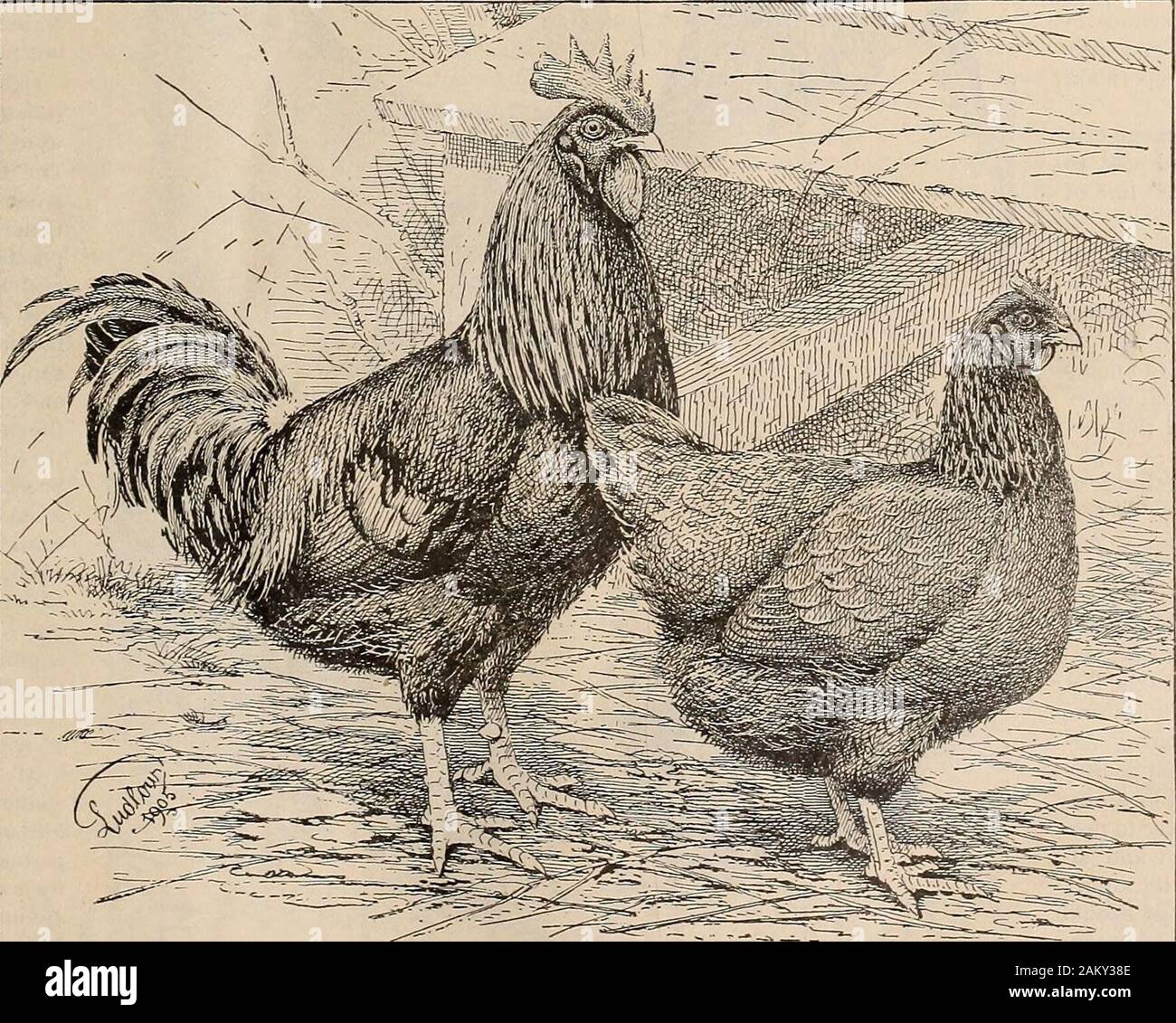 Fowl types hi-res stock photography and images - Alamy