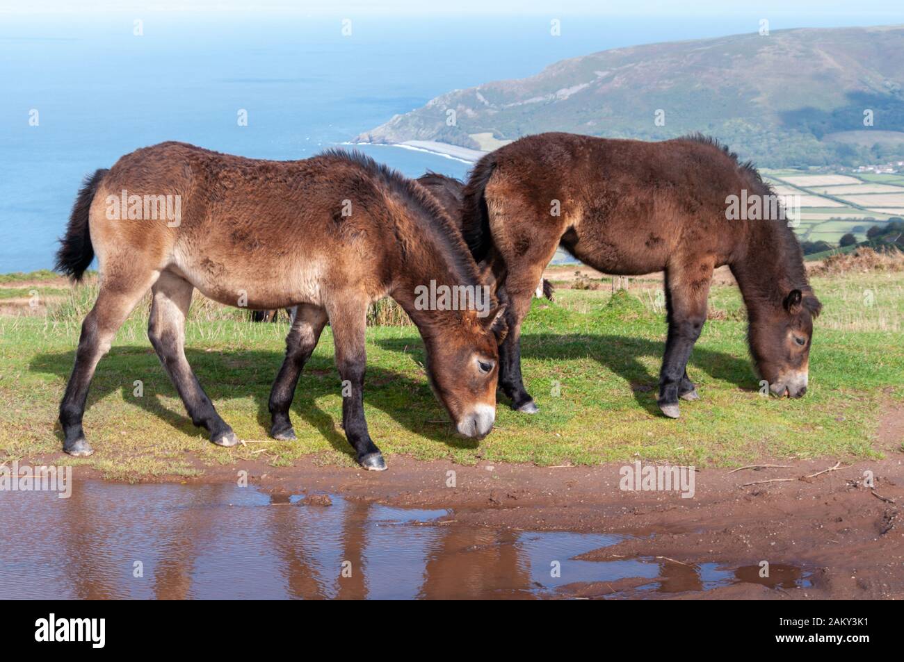 Wild Exmoor ponies above Porlock Bay in Somerset Stock Photo - Alamy