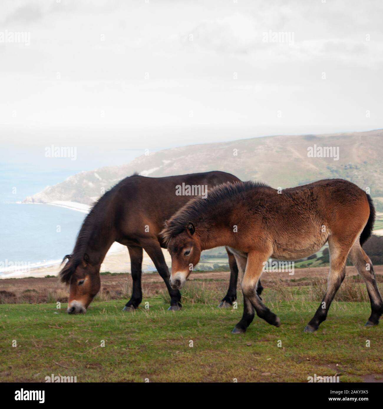Wild Exmoor ponies above Porlock Bay in Somerset Stock Photo - Alamy