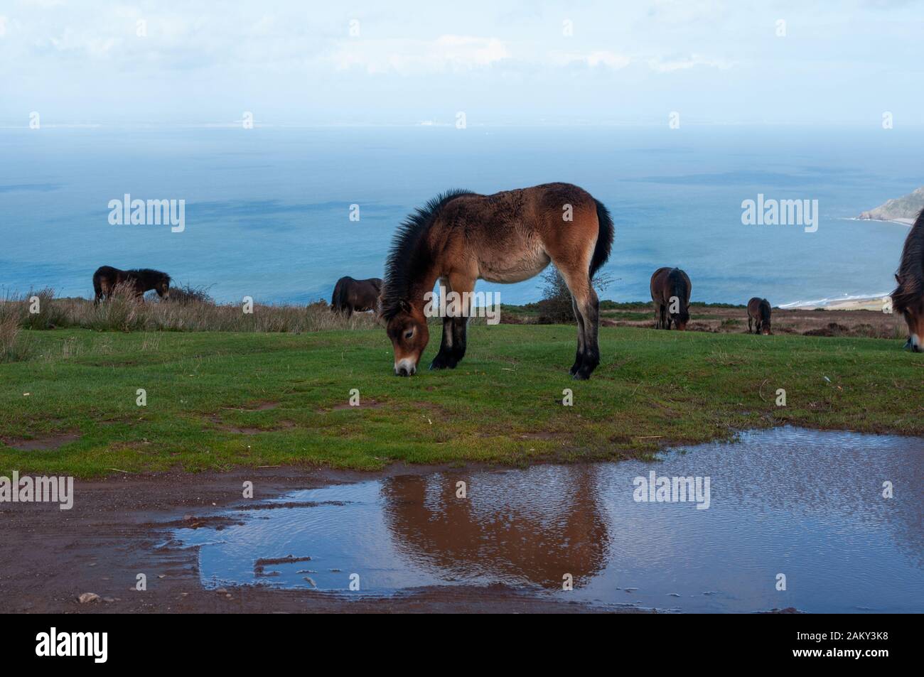 Wild Exmoor ponies above Porlock Bay in Somerset Stock Photo - Alamy