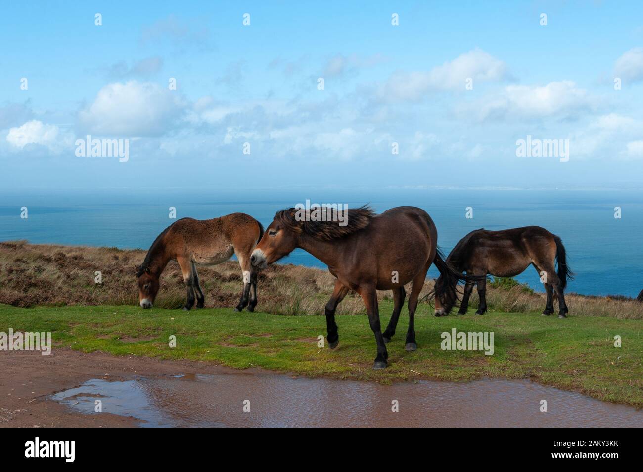 Porlock bay horse hi-res stock photography and images - Alamy