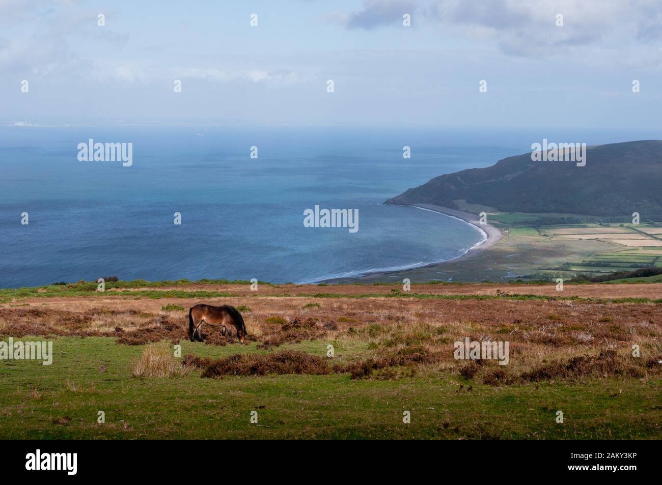 Porlock bay horse hi-res stock photography and images - Alamy