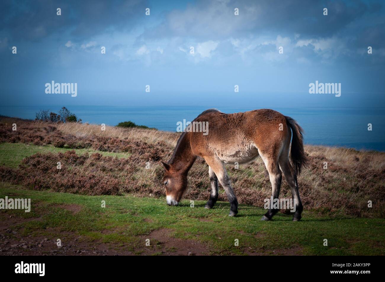 Porlock bay horse hi-res stock photography and images - Alamy