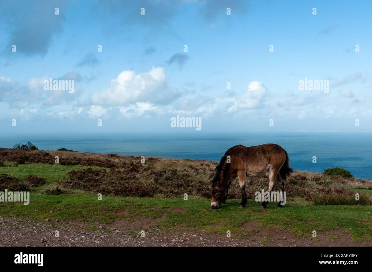 Porlock bay horse hi-res stock photography and images - Alamy