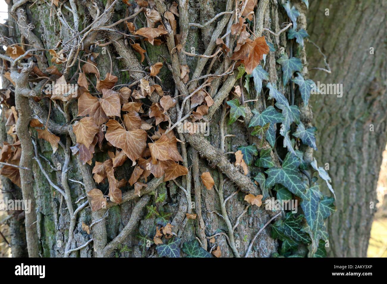 Hedera helix - Green ivy weaves a tree trunk Stock Photo - Alamy